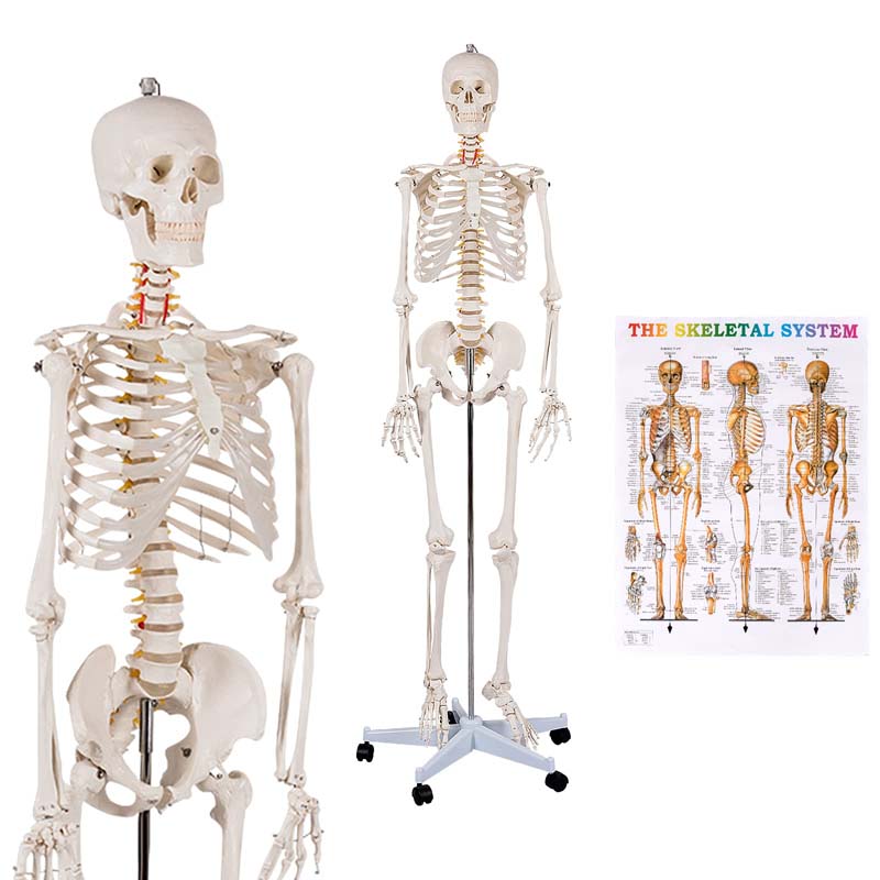 70.8" Life Size Human Anatomical Anatomy Skeleton Medical Model with R